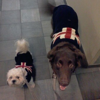 Top 5 Tips on Choosing the Perfect City Dog