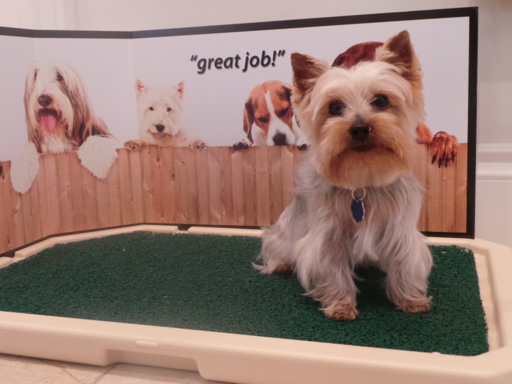 Piddle Place™ The Indoor Toilet Solution