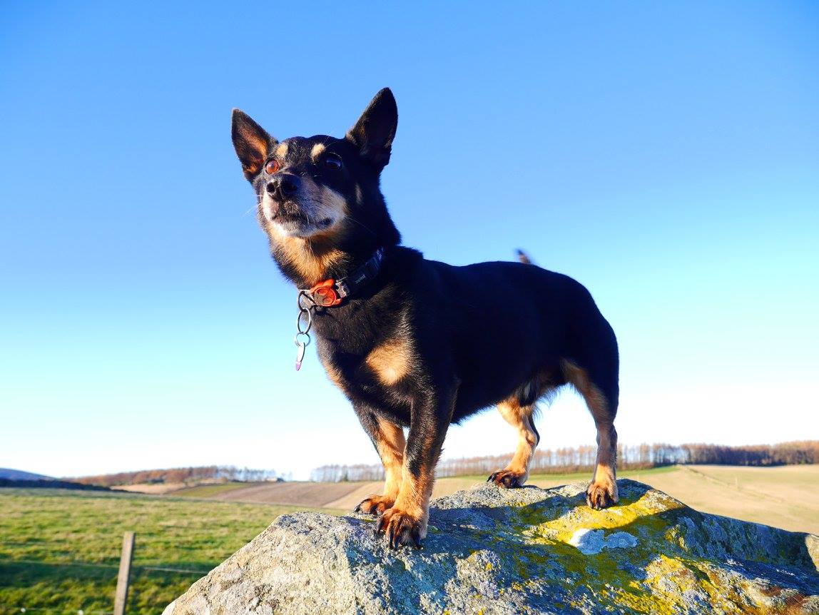 Pro’s and Con’s of Having a City Dog