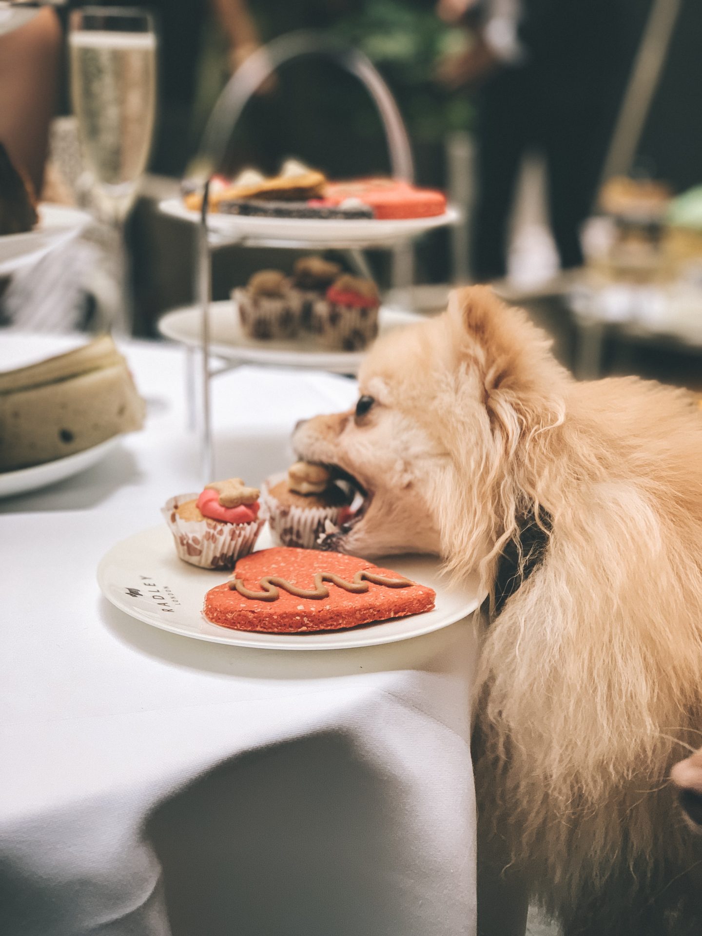 Radley X South Place Hotel Afternoon Tea - City Dog Expert
