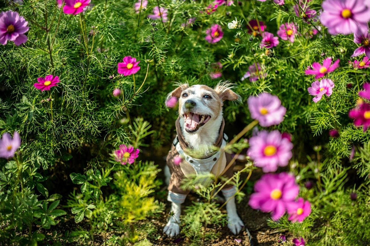How to spot and treat canine hay fever
